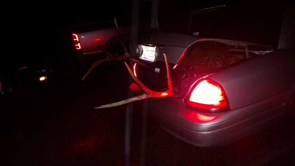 Crown Victoria BULL! – Prois Hunting